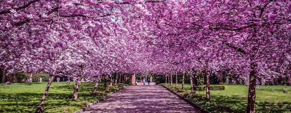 Copenhagen uncovered: 6 hidden wonders only Danes visit – Urban Brands